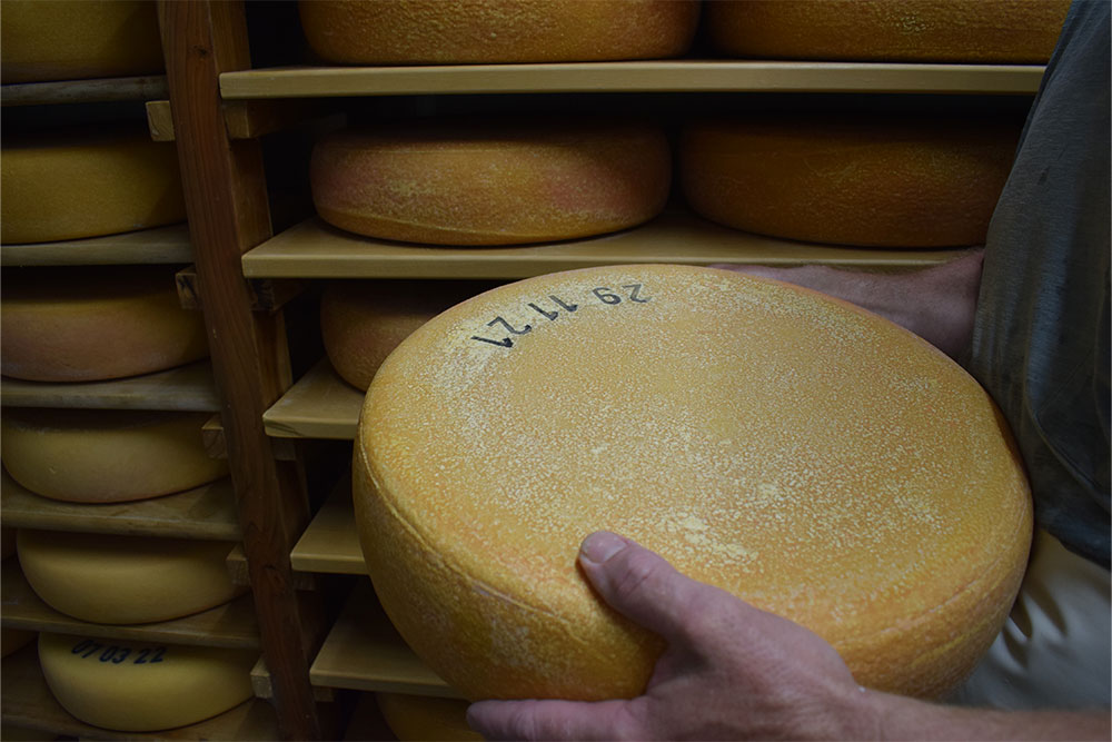 Matured Cheeses | Mahoe Farmhouse Cheese