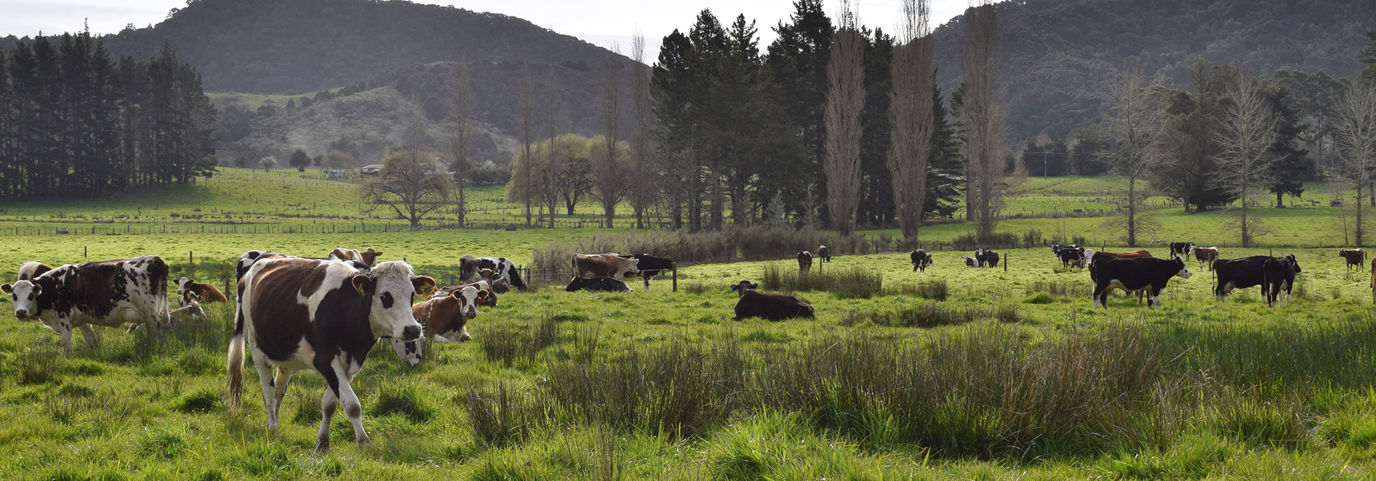 herd-mobile | Mahoe Farmhouse Cheese